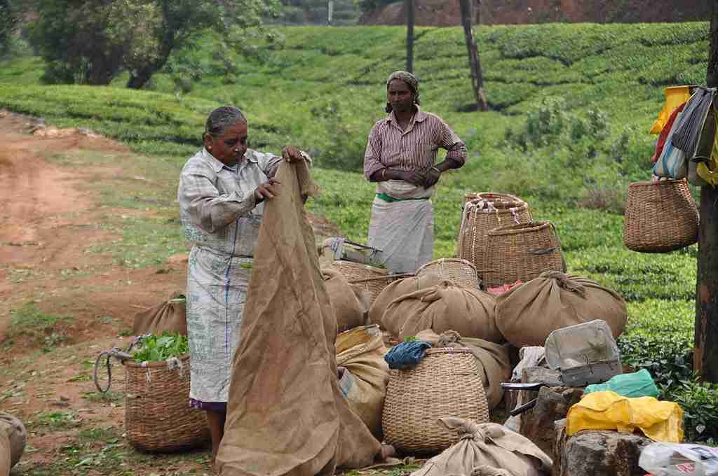 Top 3 Picturesque Tea Plantations to Visit in Kerala | Explore Kerala ...